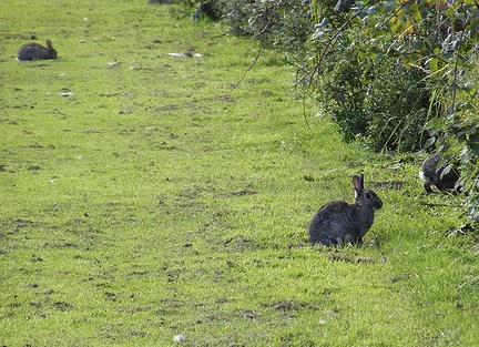 24 oranges » Wild rabbits are taking over Amsterdam Sloterdijk ...
